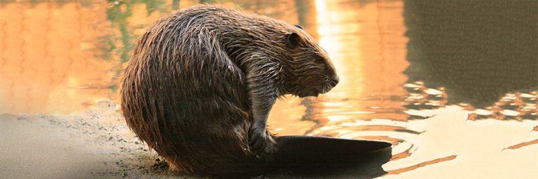 Official Canadian symbols – Live & Learn