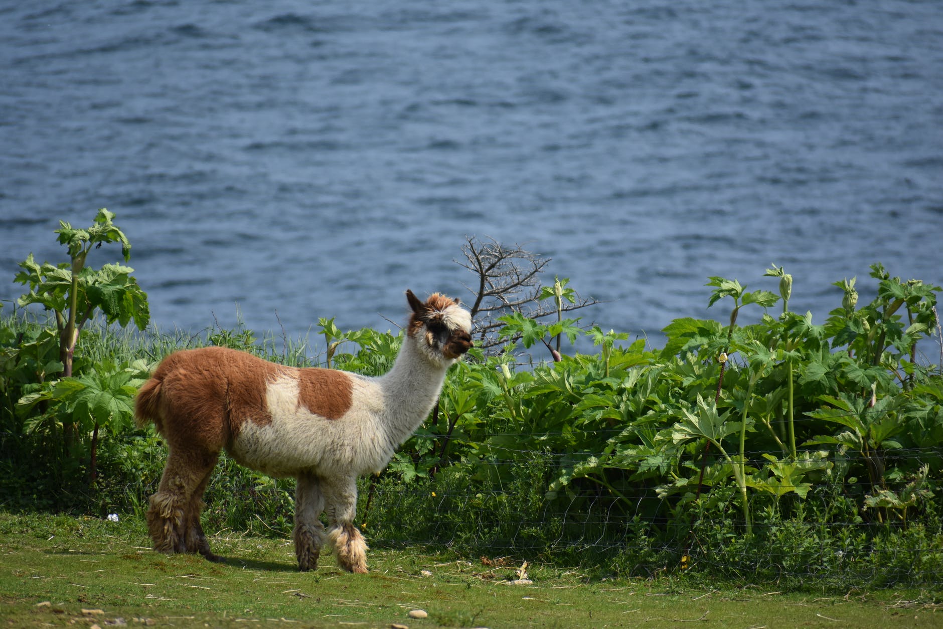 Alpaca popularity growing in Canada – Live & Learn